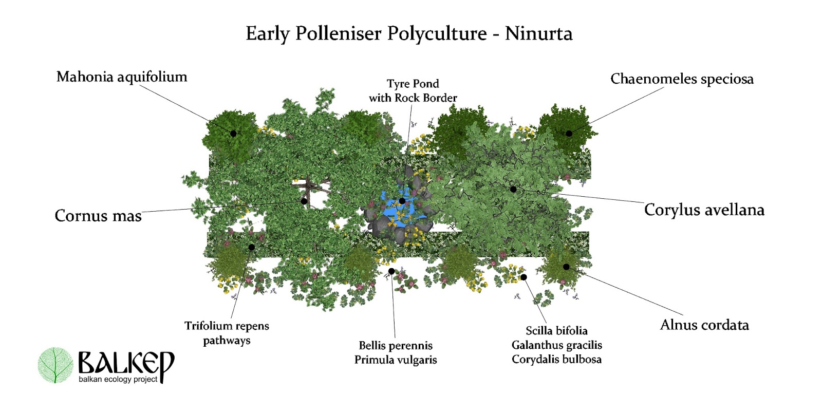 Balkan Ecology Project : The Early Polleniser Polyculture - A Support ...