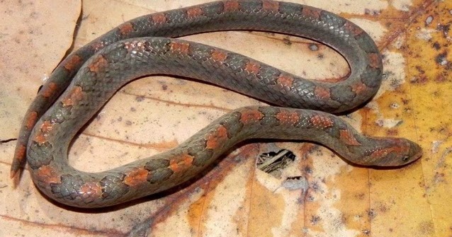 Species New to Science: [Herpetology • 2013] Oligodon cattienensis • A ...