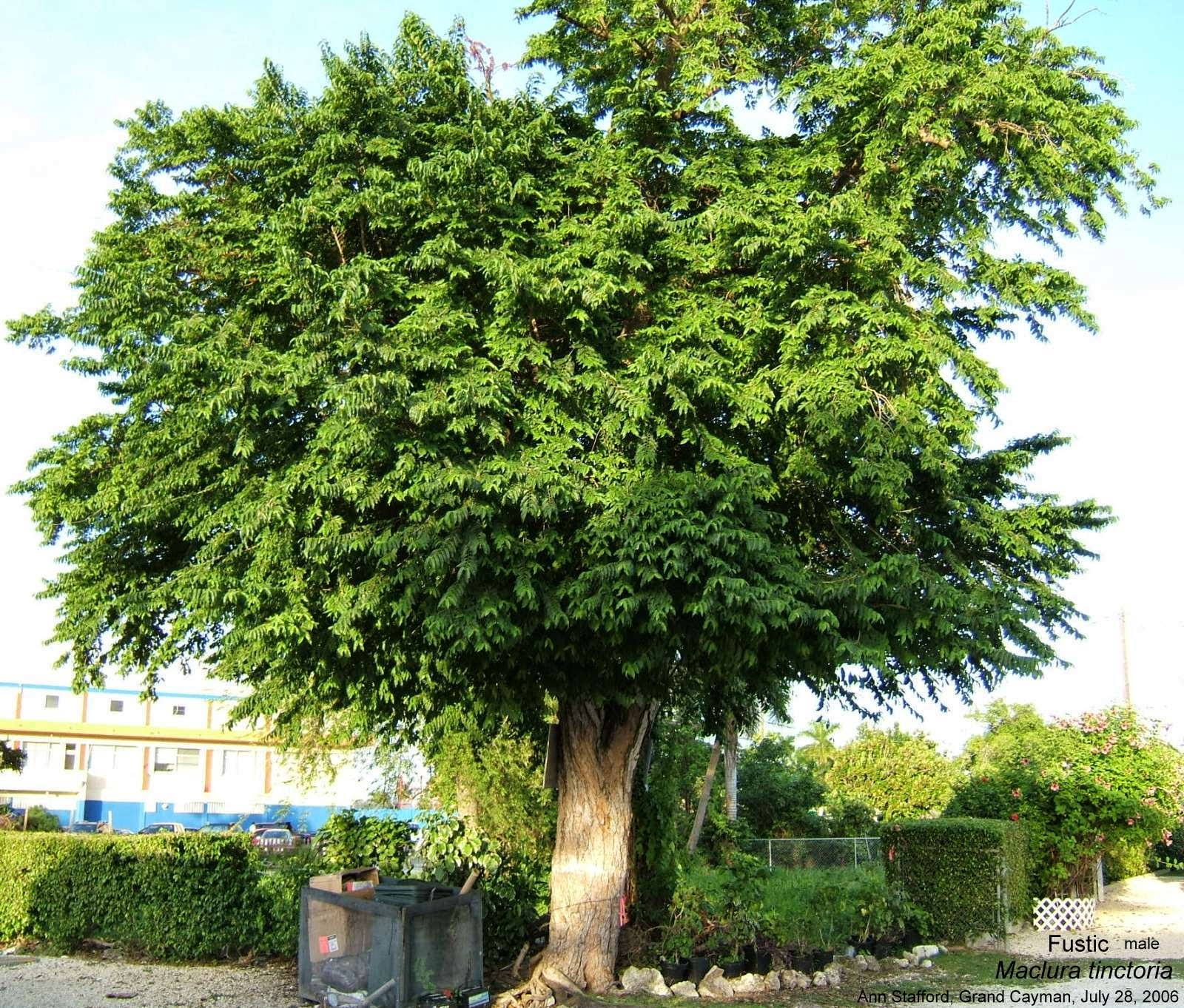 CaymANNature: Fustic Trees – Critically Endangered