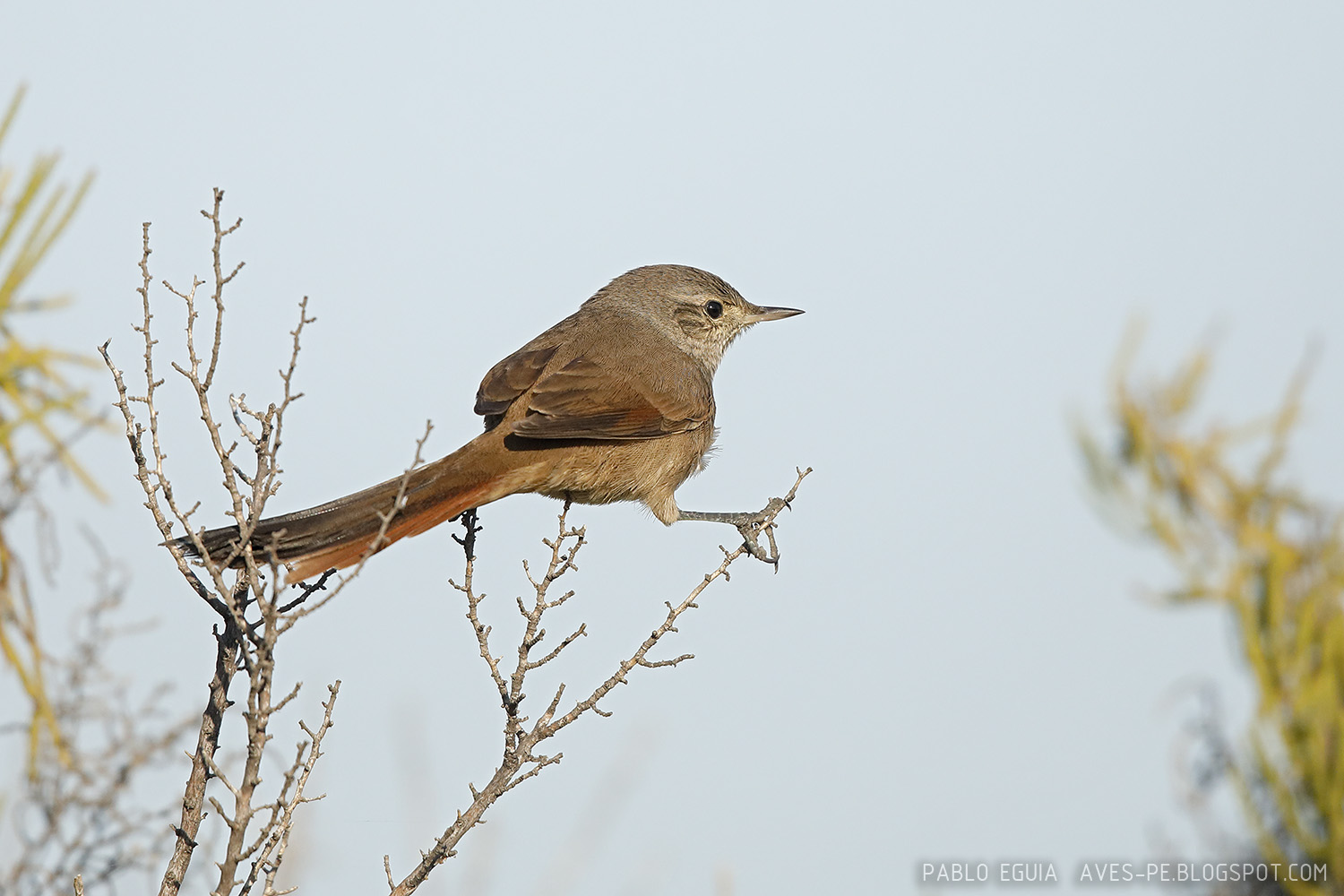 mis fotos de aves: Asthenes pyrrholeuca Canastero Coludo Sharp-billed ...