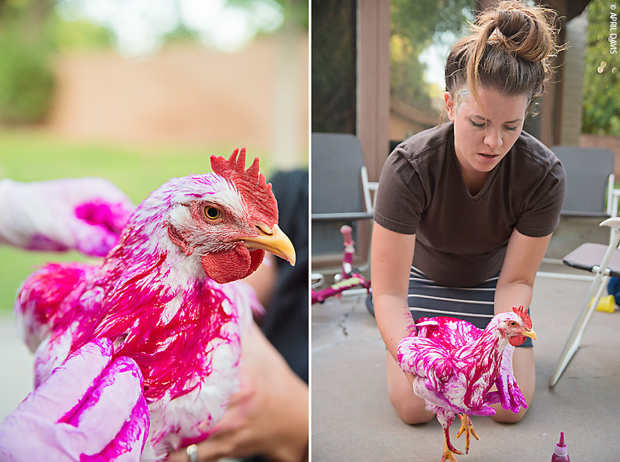 THE PINK CHICKEN: A DIY PROJECT – A Day in April