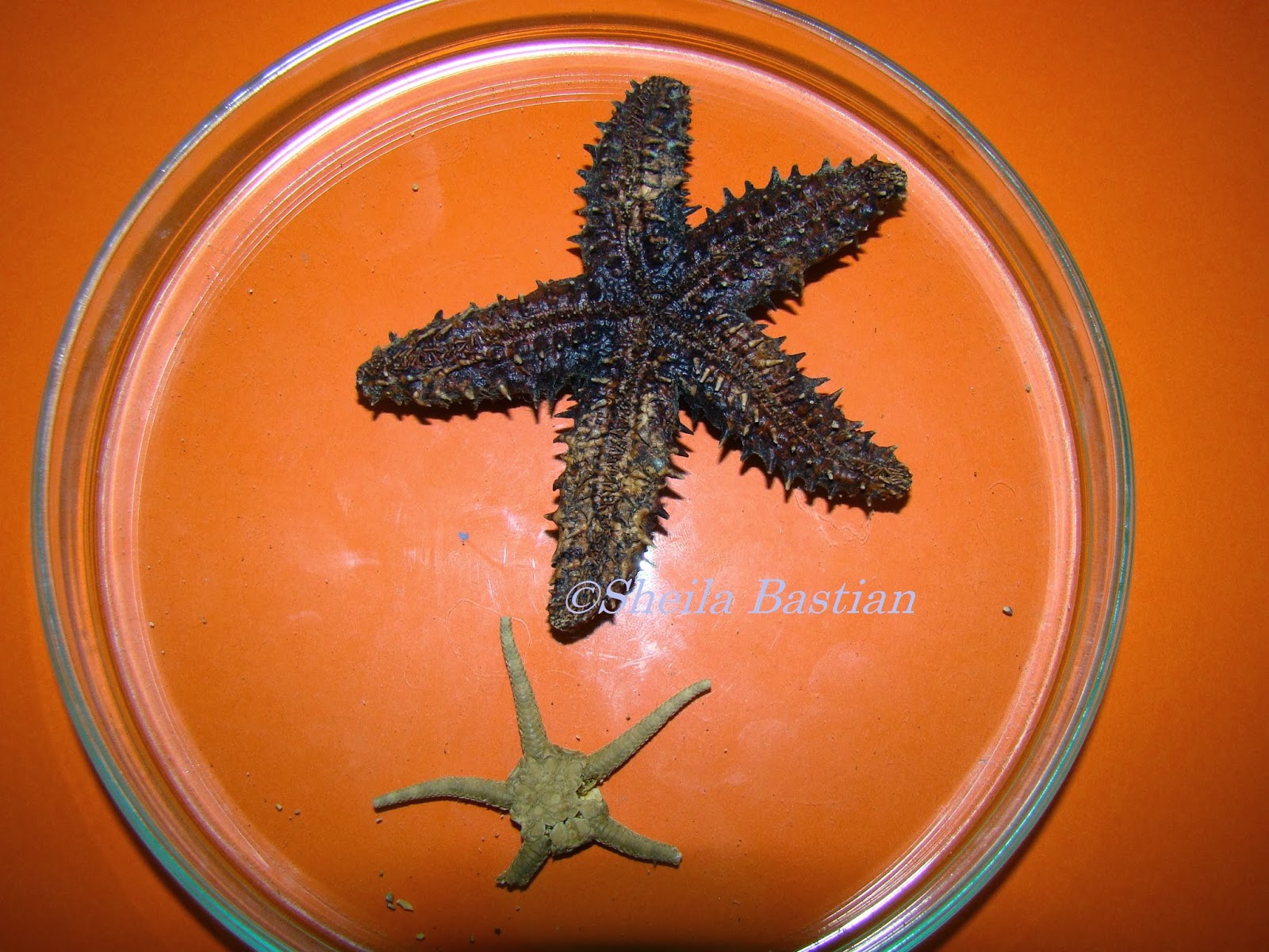 Science Magazine: How does a starfish move?