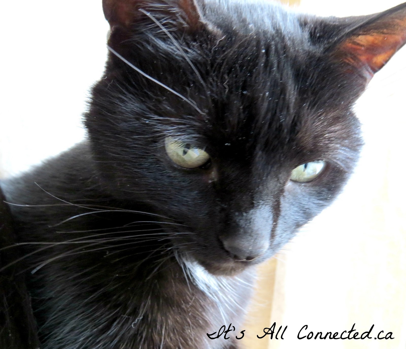 It's All Connected: Cat Security 101