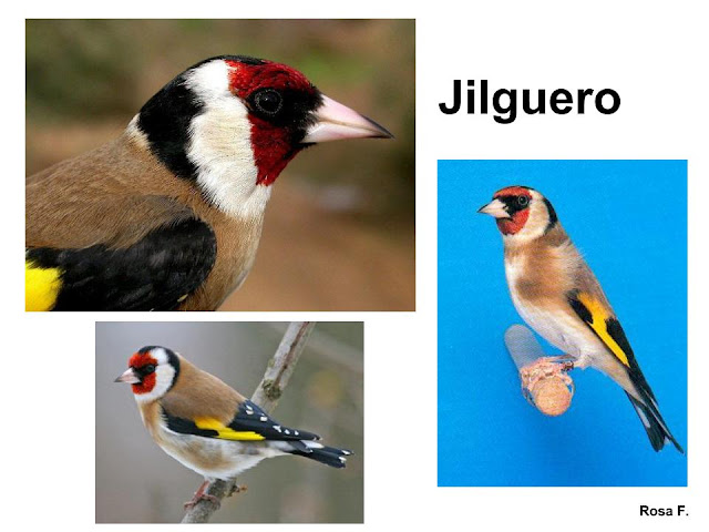 Vocabulario en imágenes. Maestra de Infantil y Primaria.: Pájaros y ...