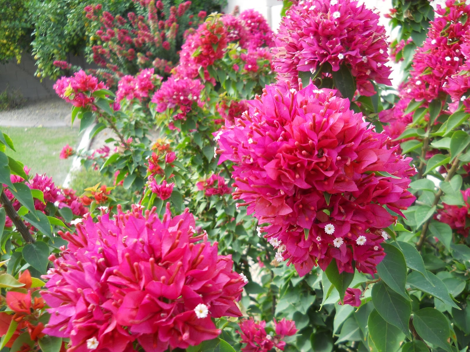 Oddball Observations : SATURDAY SPLENDOR