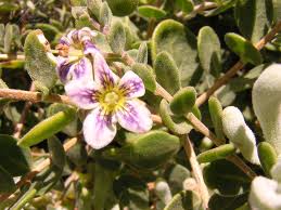 Argentina nativa: Yaoyín (Lycium chilense)