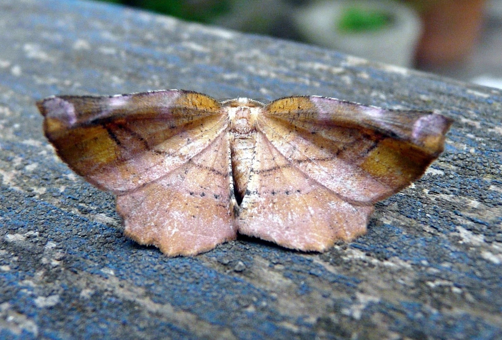 birdingexmouth: Northern Spinach, Two-spotted Neb and Plum Fruit Moth