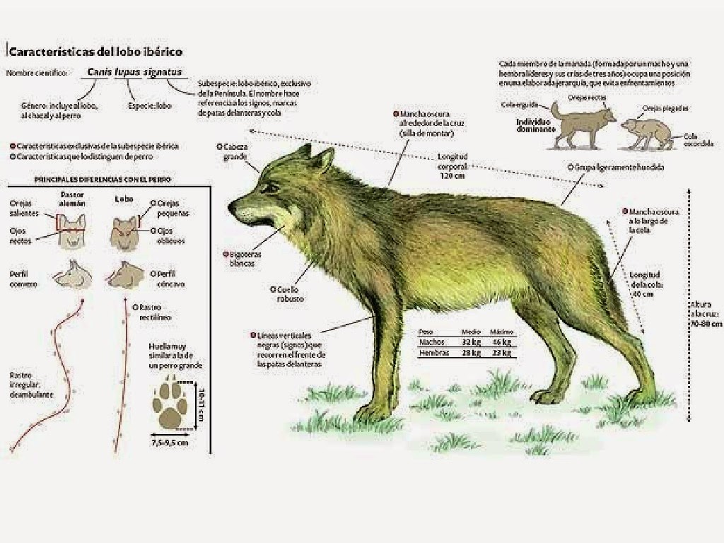 ¿Puede haber lobos en el monte San Cristobal (Ezkaba)?