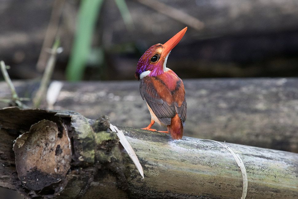 Ultra-Rare Dwarf Kingfisher Fledgling Bird Photographed For The Very ...
