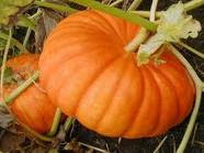 Budidaya Labu Kuning – Jati.id