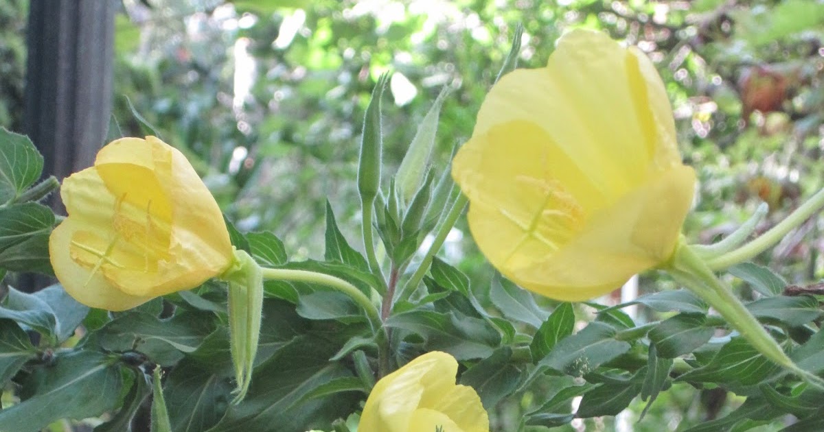 BAHCEMDEKİ SİHİR: EZAN ÇİÇEĞİ-(EVENİNG PRİMROSE, OENOTHERA)