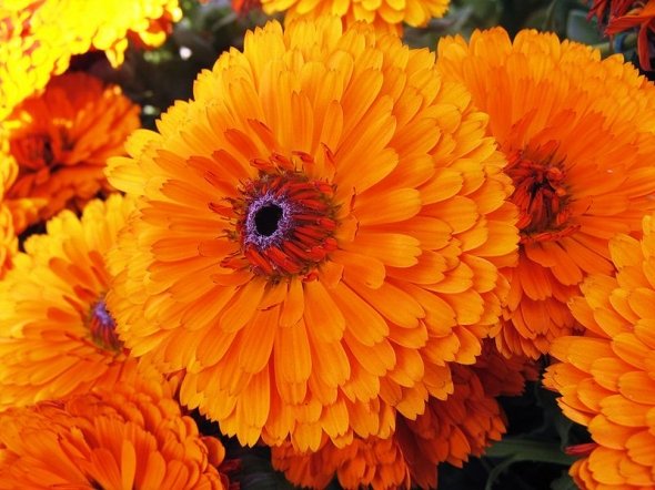 Amazing Garden: The Most of Usefulness Flowers - Calendula Flowers
