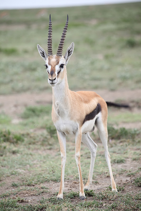 Svalbardliv: Dyrene i Afrika