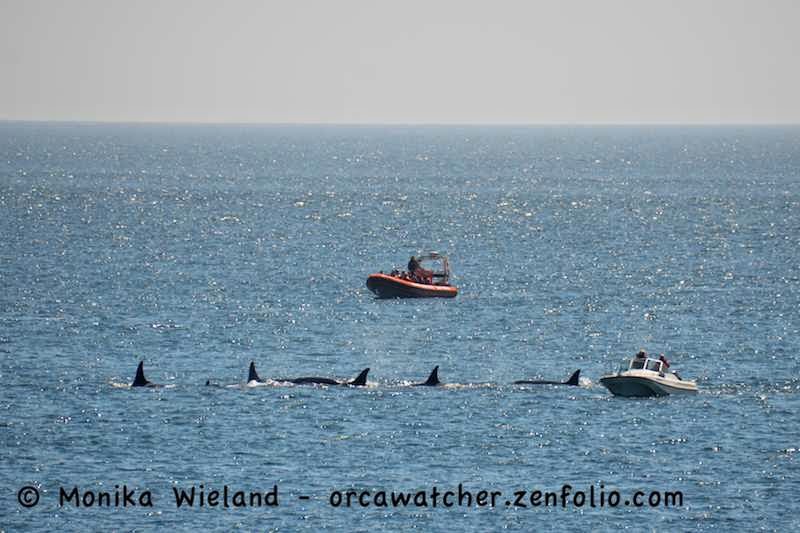 Orca Watcher: June 3: All of J-Pod and the L12s