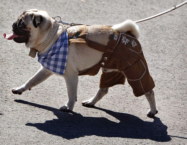 Round and Square: Lederhosen Pug—Bavarian (Bohemian) Forest