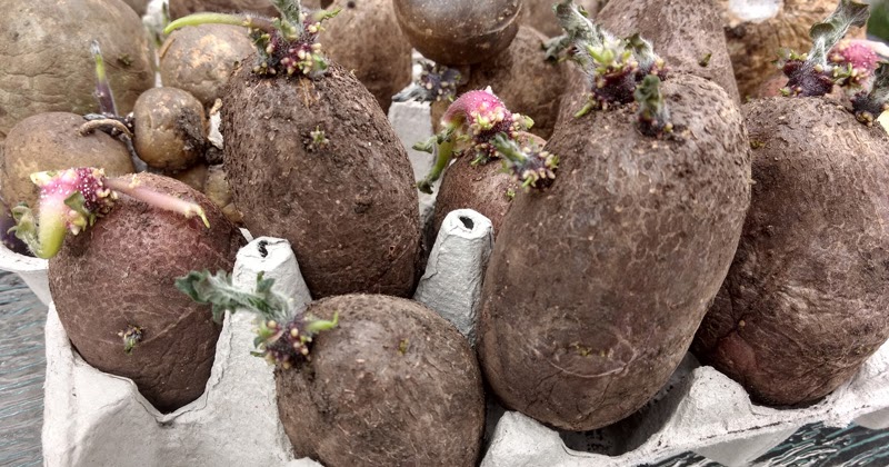 The Gardening Me: Plenty of Potatoes? Not This Year...