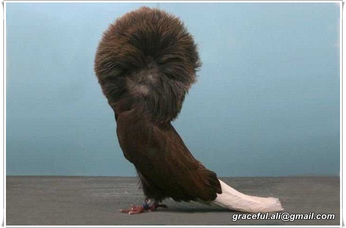 [nidokidos] Rare Pigeons