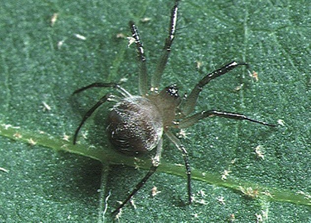 Coffee with the Hermit: Ray Spider And It's Slingshot Web...!