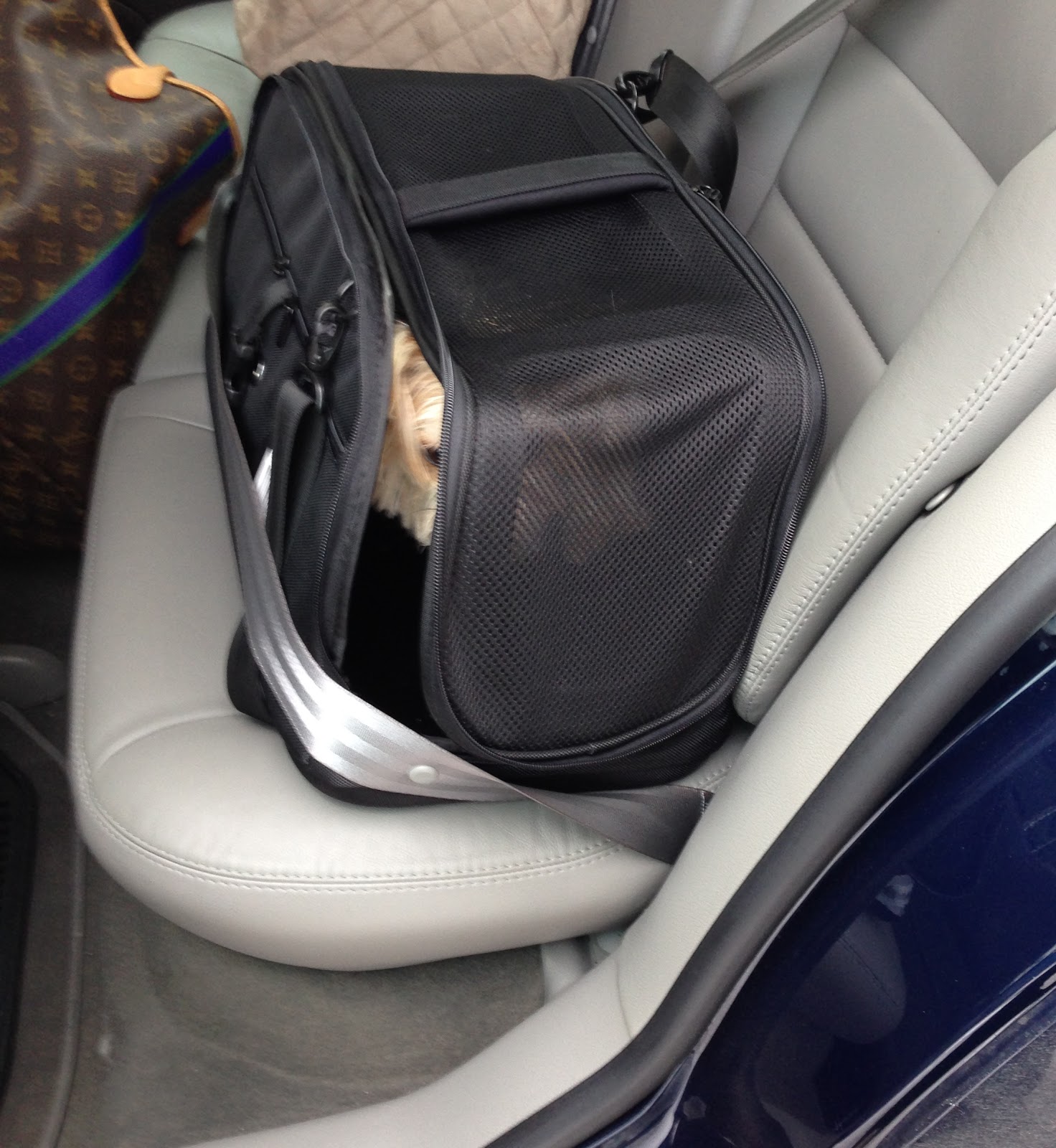 Barkzilla: A Savvy NYC Dog Blog: Sleepypod Air Review, Part 1