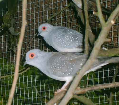 6 Jenis Burung Perkutut Lokal Dan Internasional | Nusantara Birdfarm