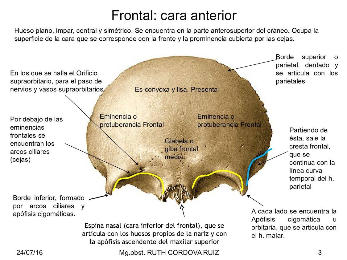 Aprendiendo Anatomia: 1 HUESOS