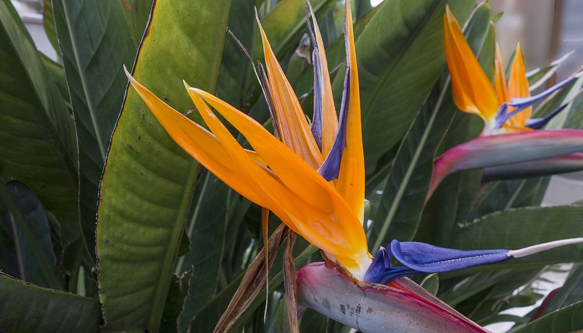 Luz y artes: Flores naranjas nacidas para destacar