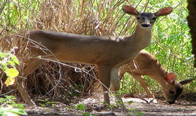 Animales en peligro de exticion en Honduras: VENADO COLA BLANCA ...