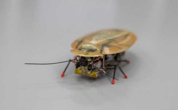 Russian scientists have created a robot cockroach | Errymath