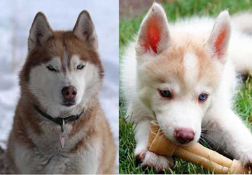 Anjing Siberian Husky
