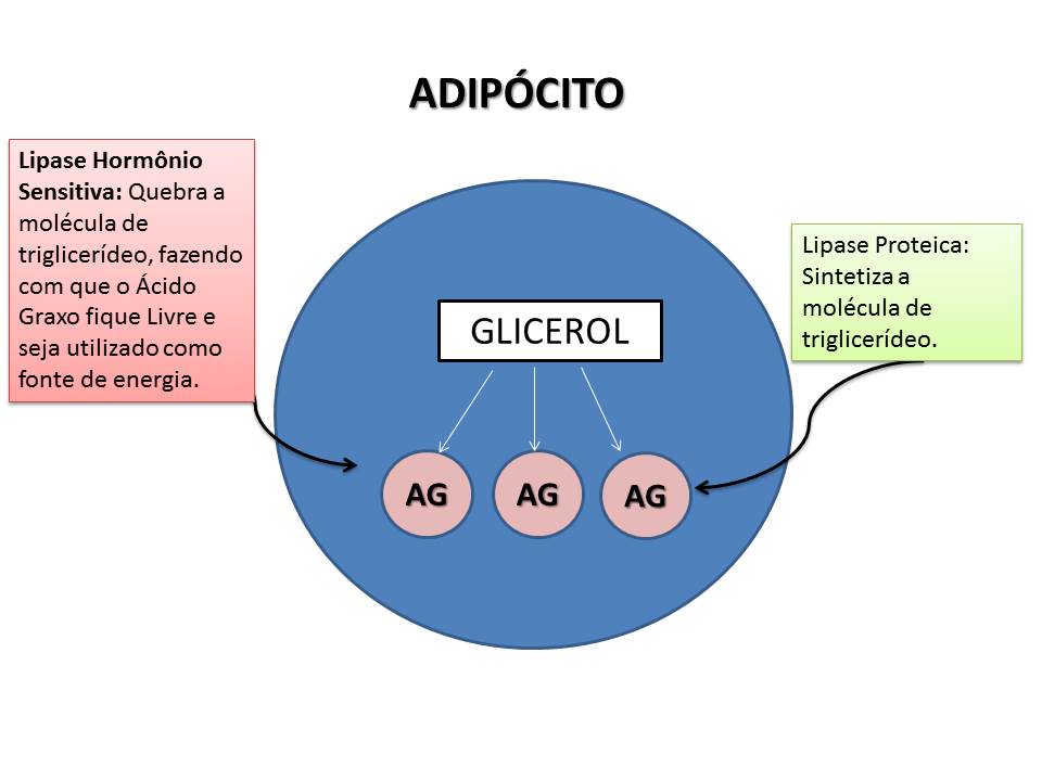 Fisioexando: Lipólise