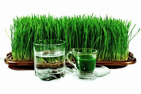 Wheatgrass Tea Benefits ~ Healthy Tea 101