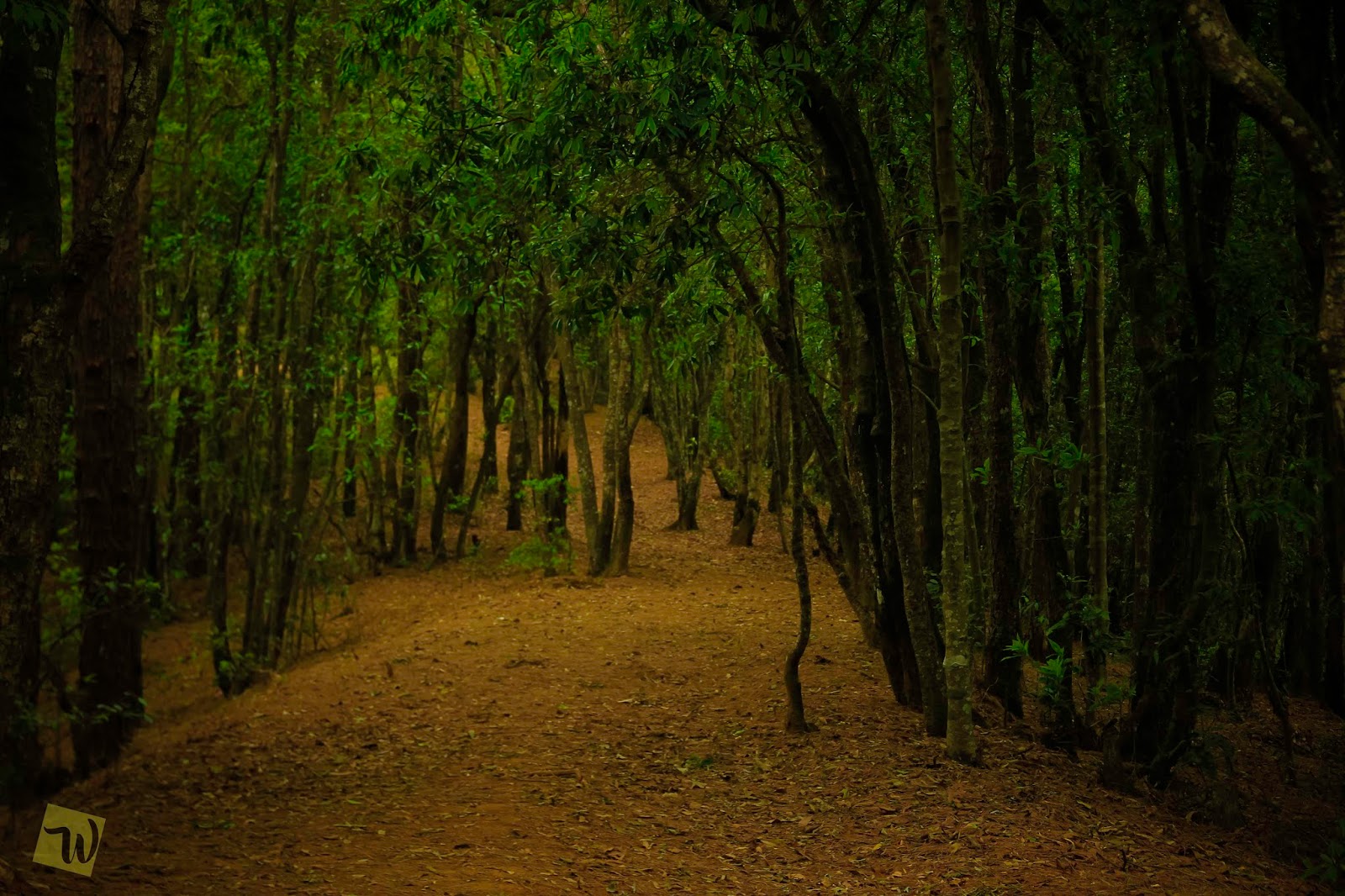 Hiking to Jamacho - Wondervibes