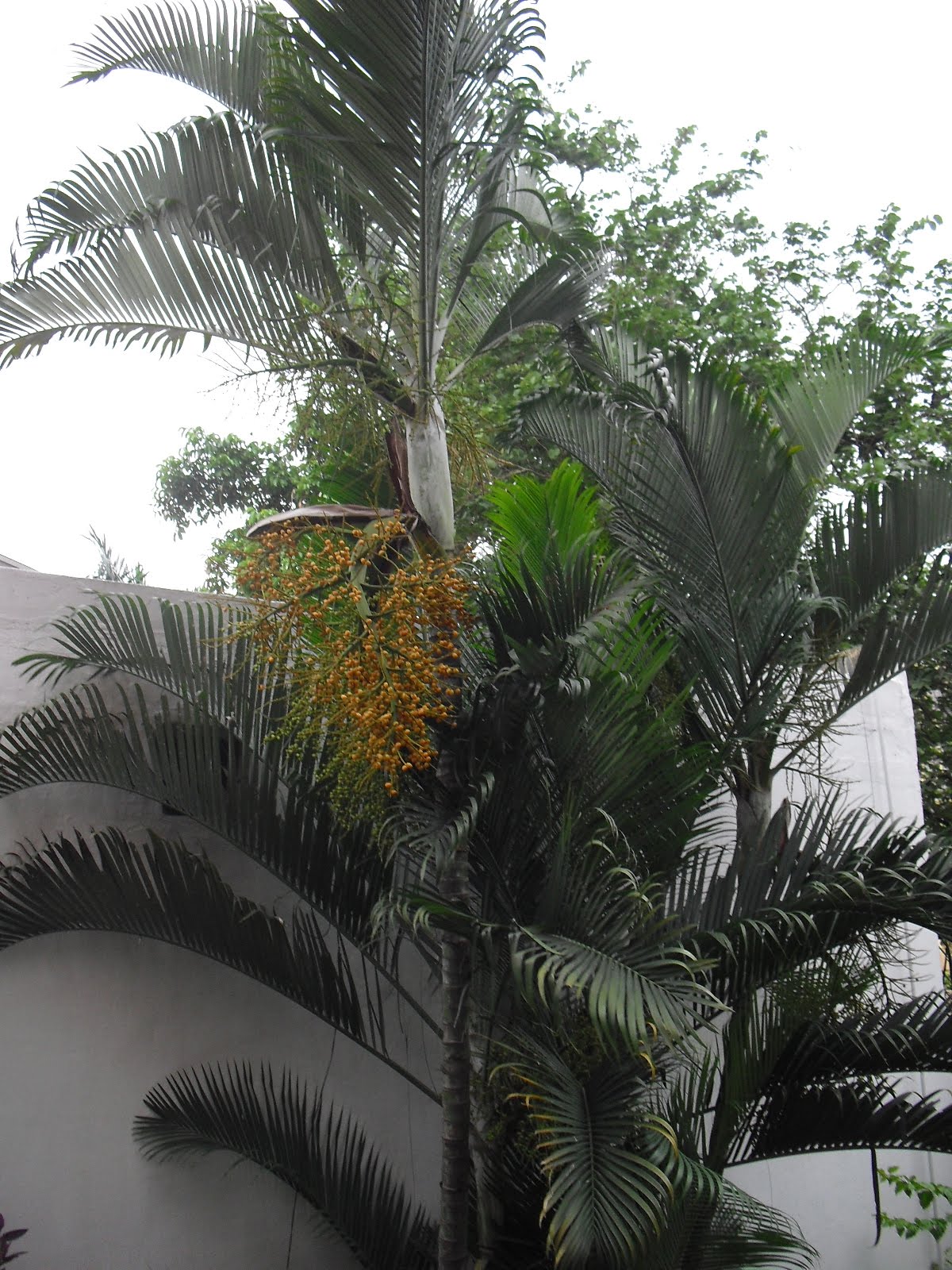 All Things Considered: Bulbuls attracted to fruiting palm in garden!