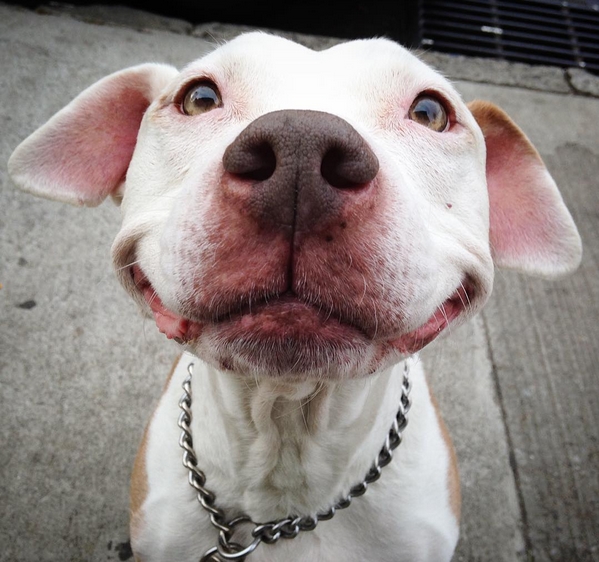 White Wolf : Stray Pit Bull Can’t Stop Smiling After He Was Rescued ...