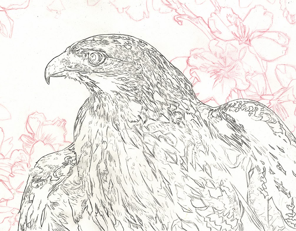 Alan Hawley Illustration: Red Tailed Hawk Acrylic Painting