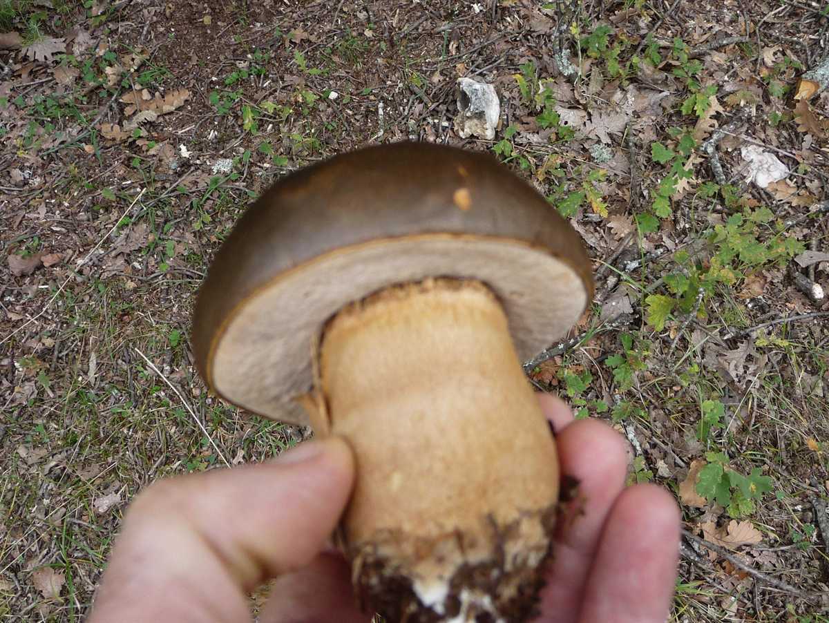 r o b i n 's y a r d: Boletus (I)