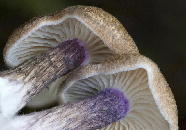 Springfield Plateau: Tiny Mushroom