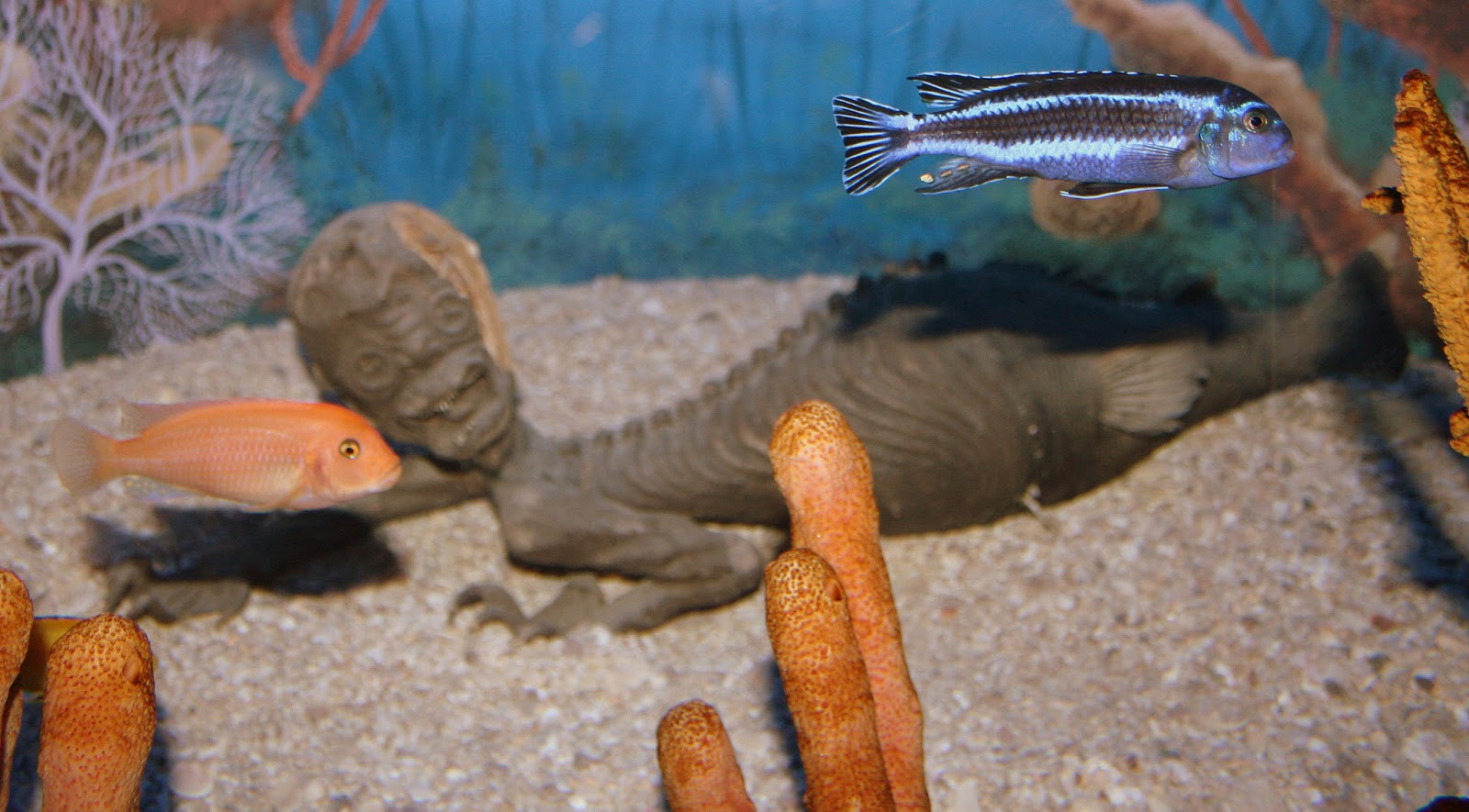 The Carpetbagger: Straight Out of Fiji: The Merman