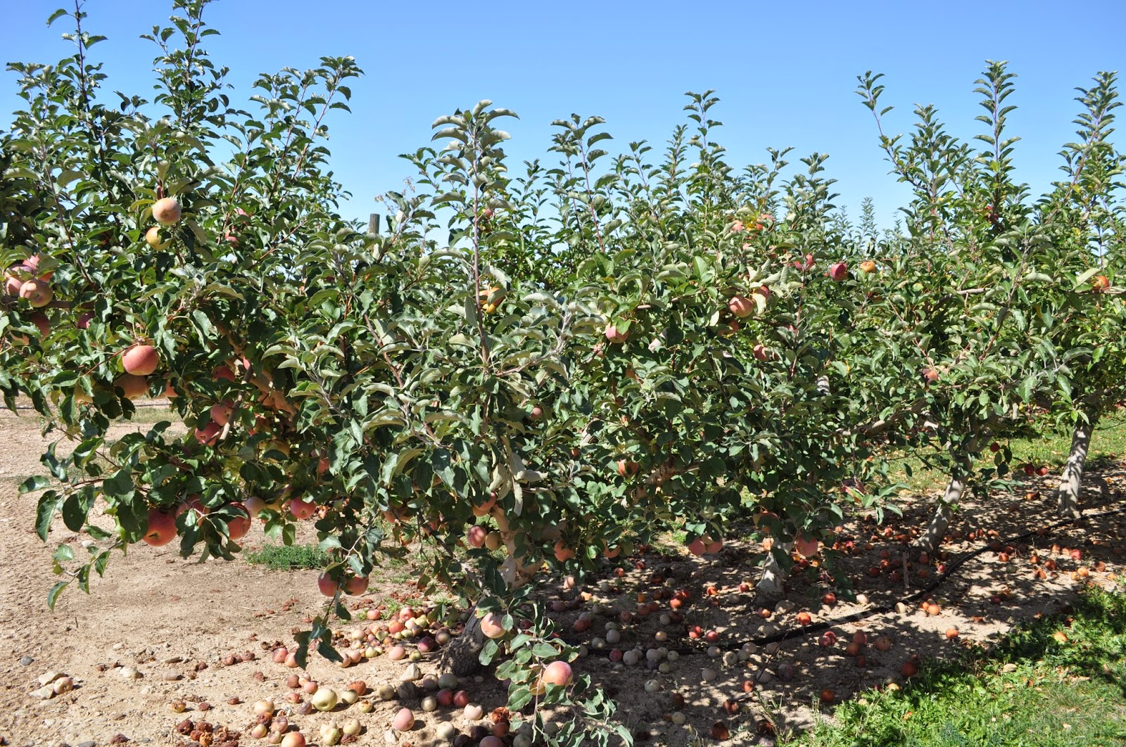 CO-Horts: Learn How to Graft Apple Trees