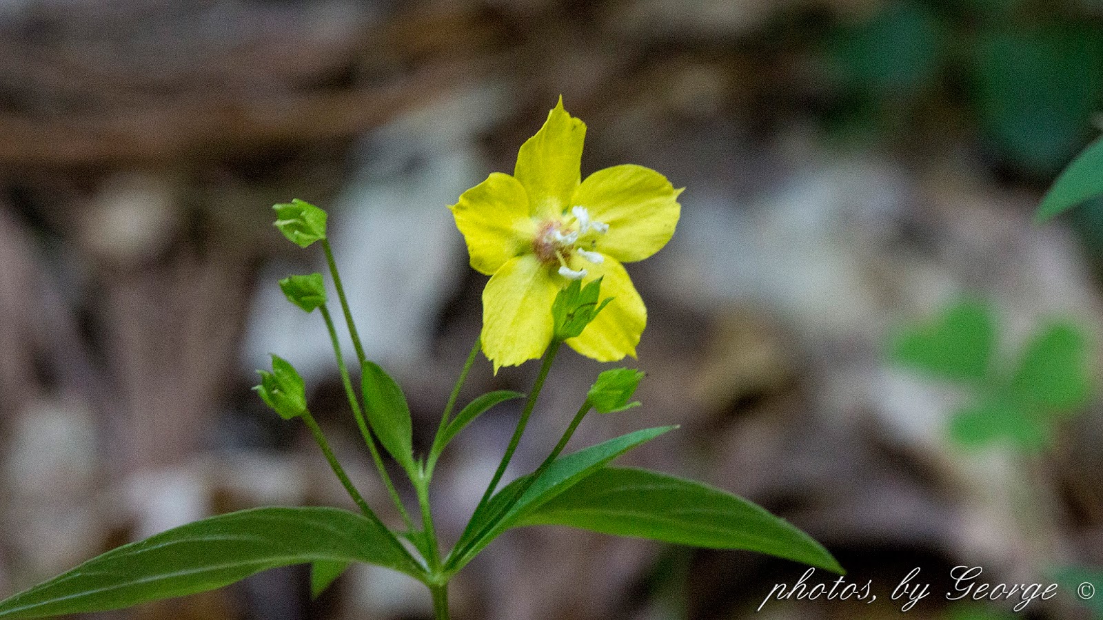 "What's Blooming Now" : Lance-Leaved Loosestrife (Lysimachia lanceolata)