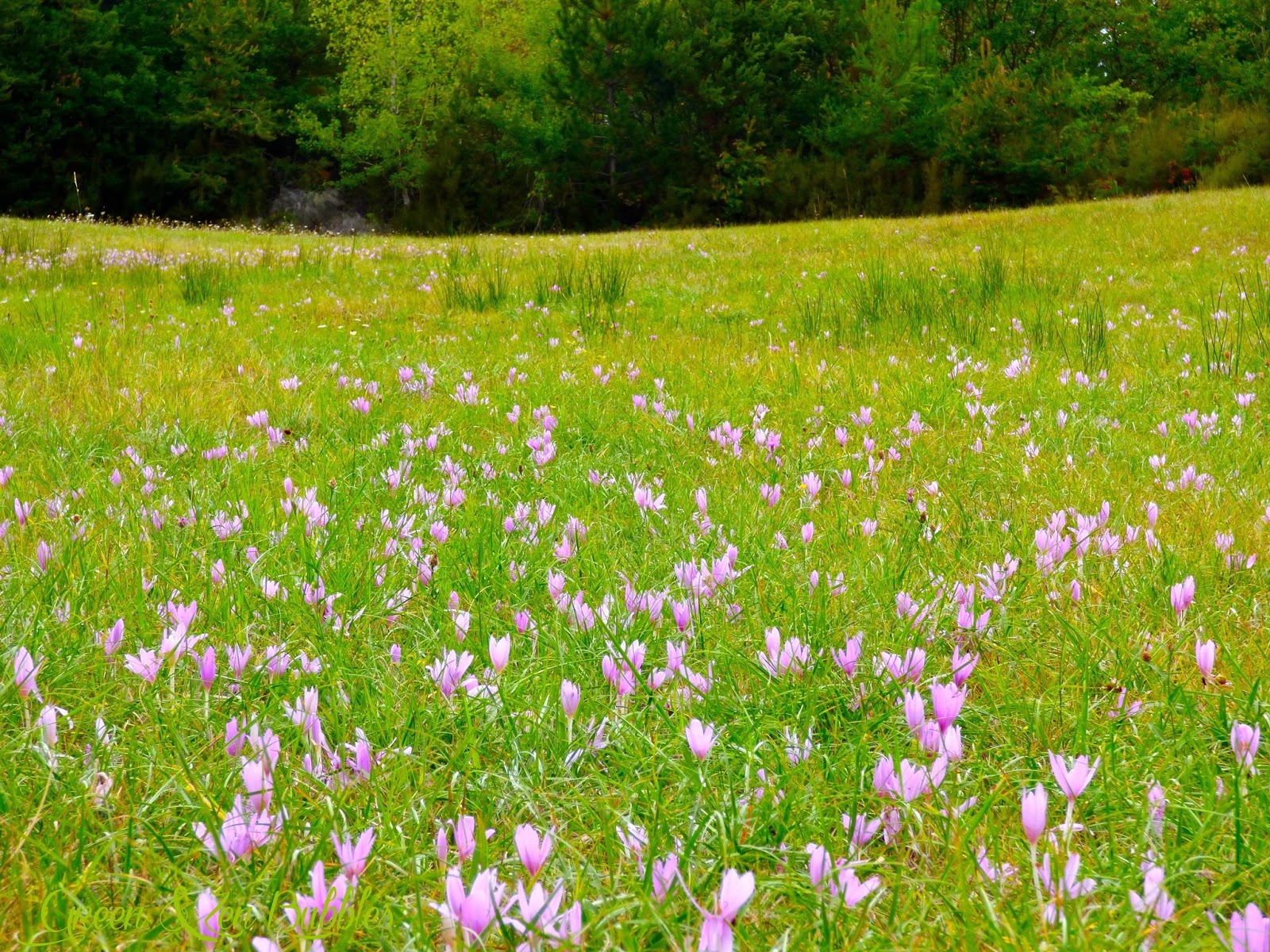 Green & Zen Bubbles: Colchiques dans les prés