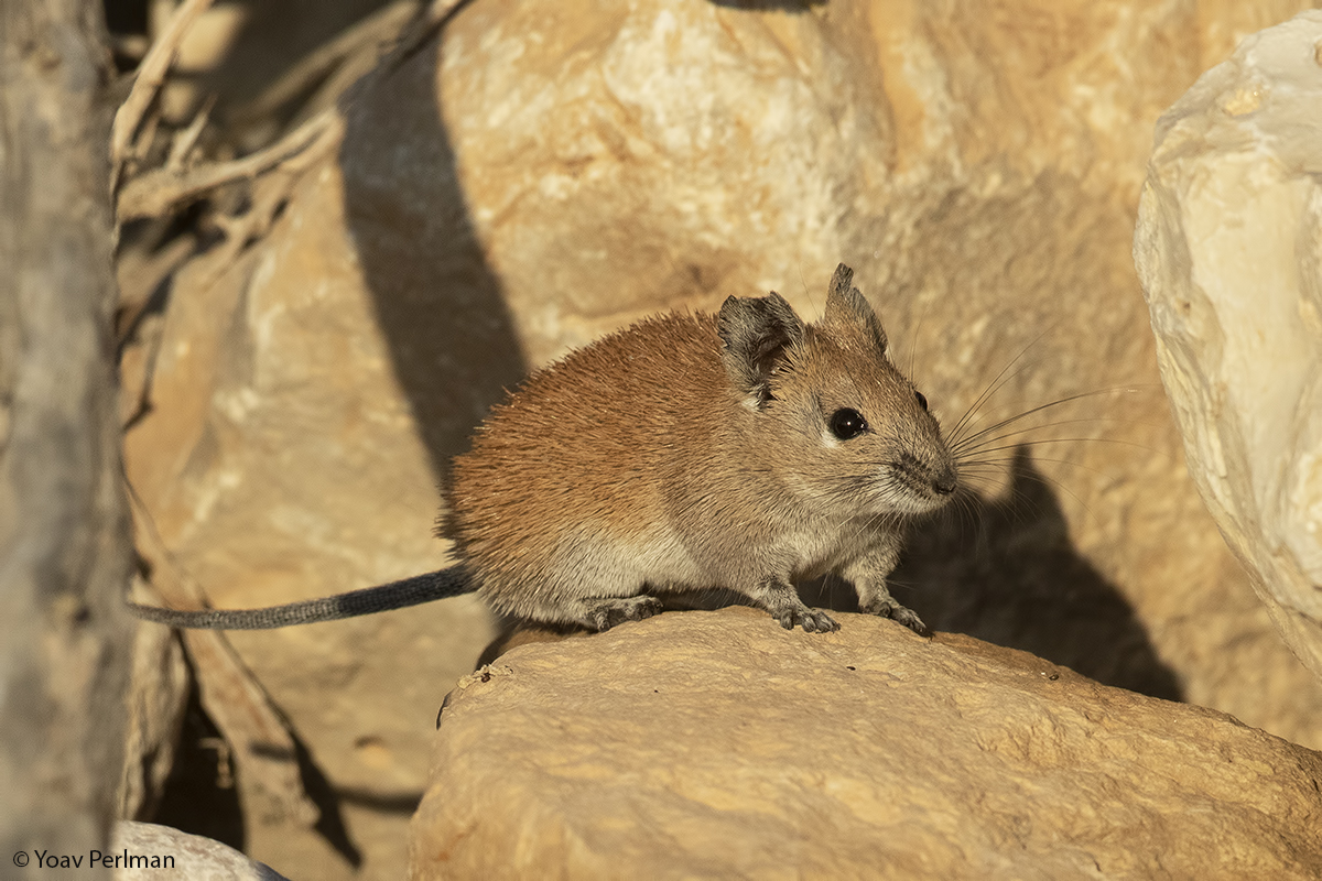 21 hours | Focusing on Wildlife