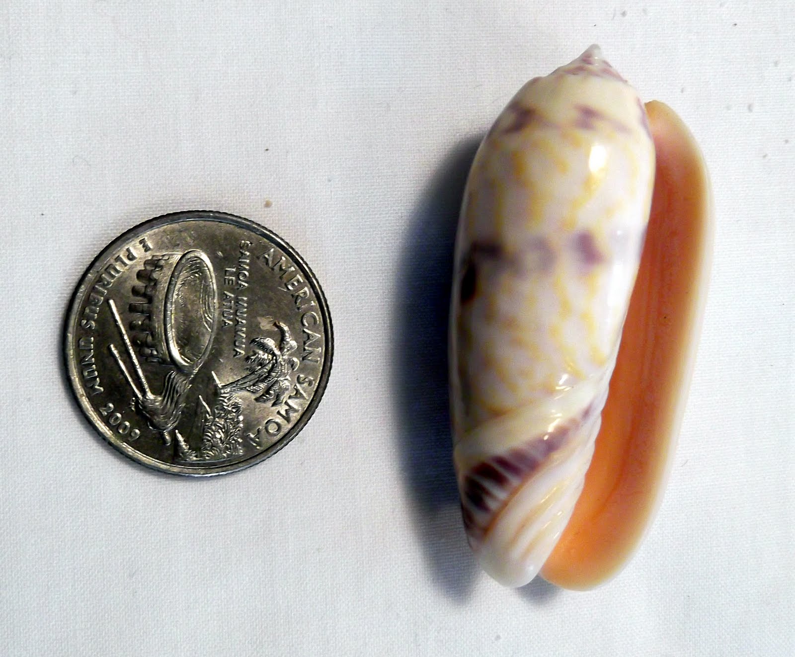 Across The Universe: Shelling in Samoa