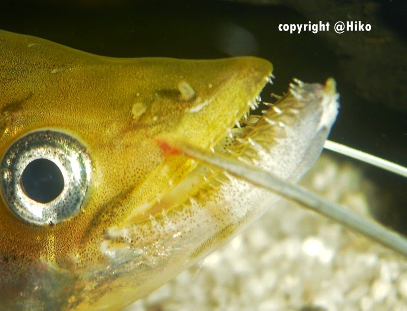 Mahamaya Hiko: Dinema Catfish "Belodontichthys Dinema" , Profil dan ...