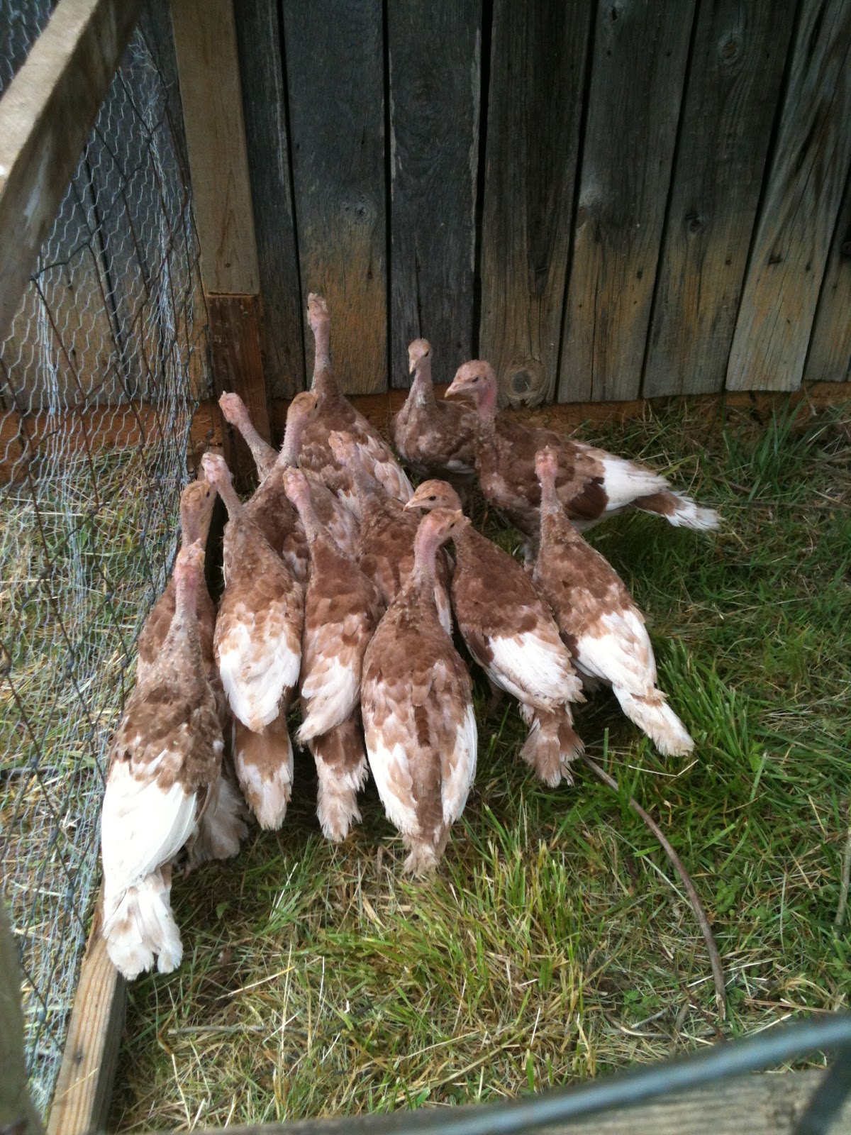 Deak's Farms: Turkey Coop