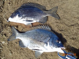 SECRET BARRAMUNDI by Hiro Nakamura: Sunday afternoon 34cm and 33cm ...