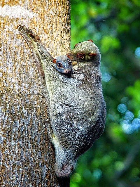 SUNDA COLUGO photos - wallpapers | the fun bank