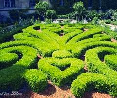 Invernablog: Arbustos con forma