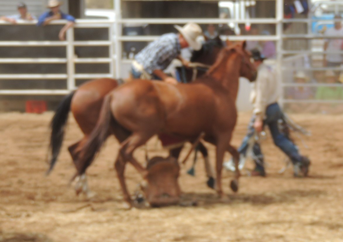 Ron & Anne's adventure: Bulls, dust and broken bones