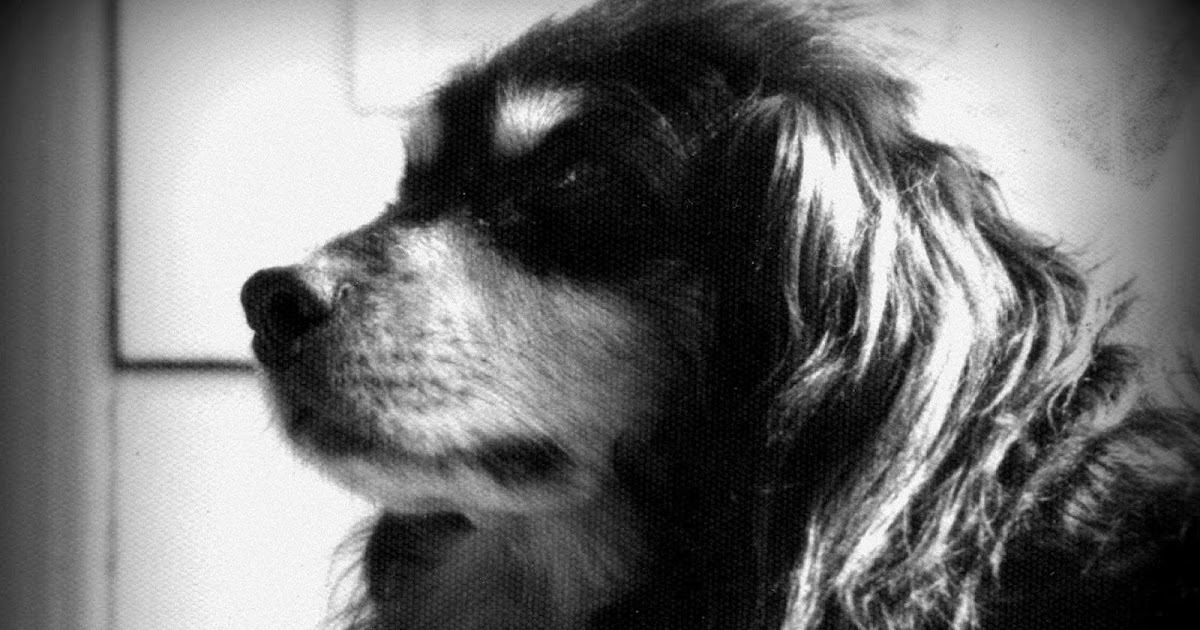 SO SAID THE SAP A DOG SONG so-said-the-sap-a-dog-song